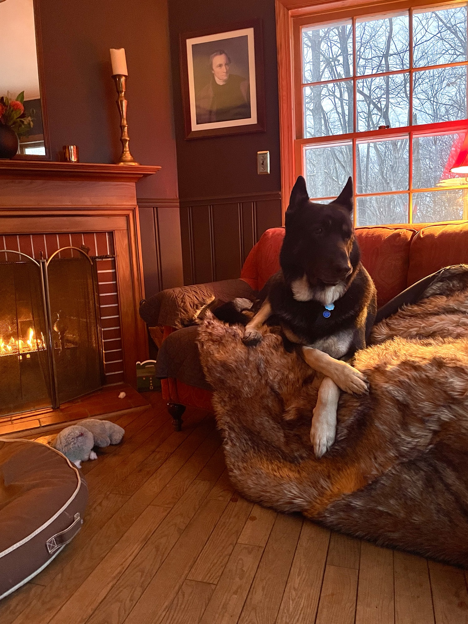 The most interesting dog in the world | J.F. Riordan